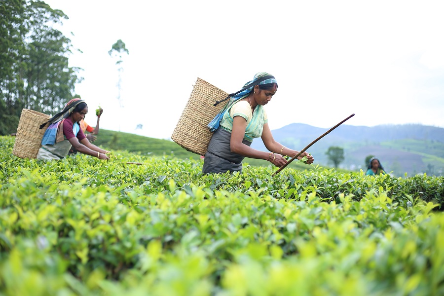 Labookele Vila | Bungalow